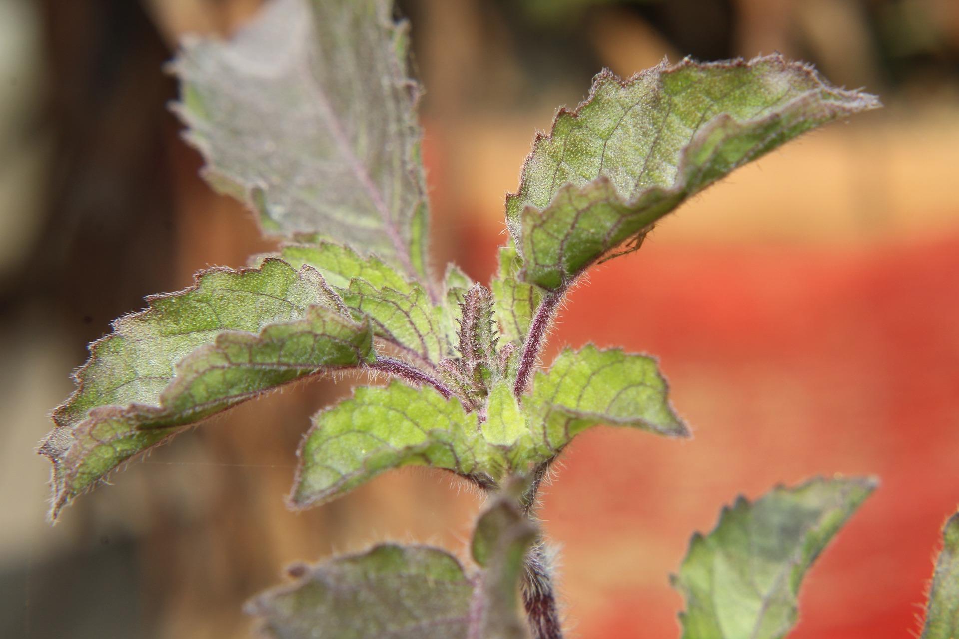 Holy Basil (Tulsi) - Health Benefits Of Tulsi